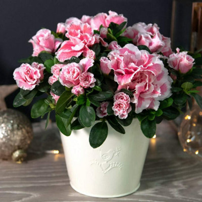 Gift Azalea Pink & White Bicolour In Ivory Zinc 12cm x 2