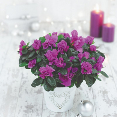 Gift Azalea Purple Rosebud In Ivory Zinc 14cm Pot Pot x 2