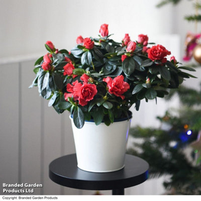 Gift Azalea Simsii Hellmut Vogel Mixed 13cm Pot x 1