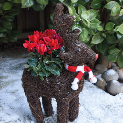 Gift Festive Rudolph Brushwood Pot & Cyclamen Pot Plant