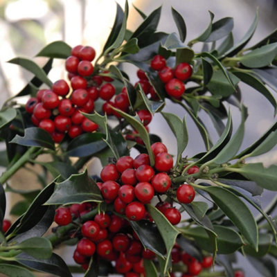 Gift Holly Tree 'Green Alaska' Standard - 2 Litre Potted Plant x 1