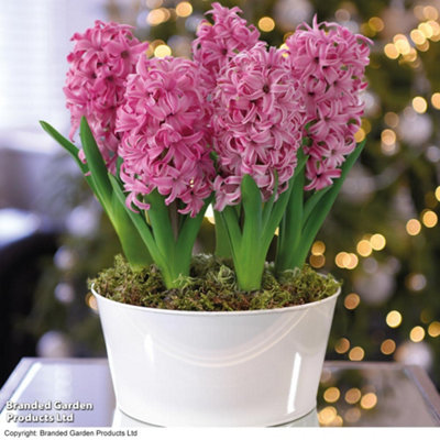 Gift Hyacinth Scented Pink Pearl 5 Bulbs in 16cm Zinc Pot