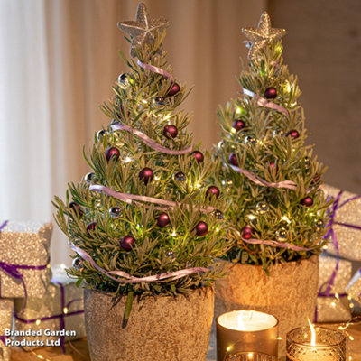 GIFT LAVANDULA CHRISTMAS TREE 15CM POT X 2