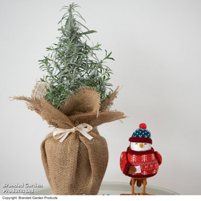 GIFT LAVANDULA CHRISTMAS TREE 15CM POT X 2