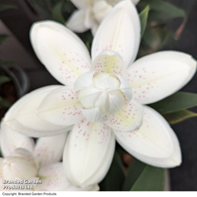 Gift Lily Double White Christmas 17cm Pot x 2