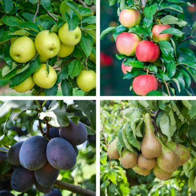 GIFT PATIO FRUIT COLLECTION A 9CM POT X 4