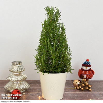 Gift Rosemary officinalis Christmas Tree 15cm Pot x 1