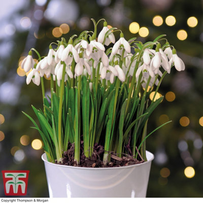 Gift Single Snowdrops In Cream Zinc Pot 13cm x 1