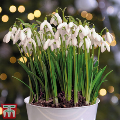 Gift Single Snowdrops In Cream Zinc Pot 13cm x 1
