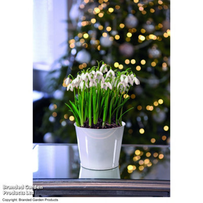 Gift Snowdrops in Cream Zinc 13cm Pot x 2
