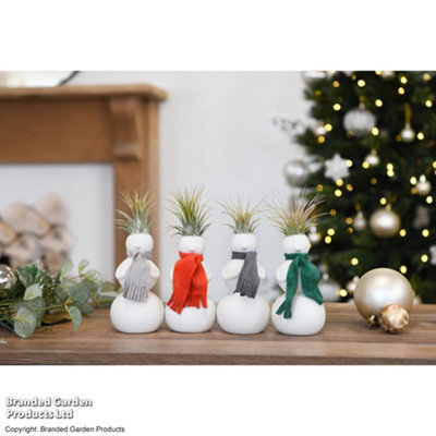 Gift Spiky Haired Snowman Air Plant x 1 - Easy Care