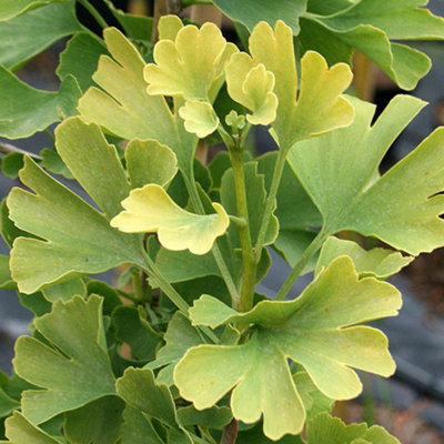 Ginkgo Biloba Tree - Maidenhair Tree, Fan-Shaped Leaves, Low ...