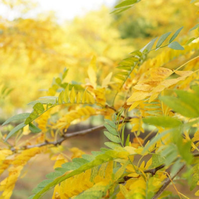 Gleditsia Sunburst Tree - Golden Honey Locust Tree, Vibrant Foliage ...