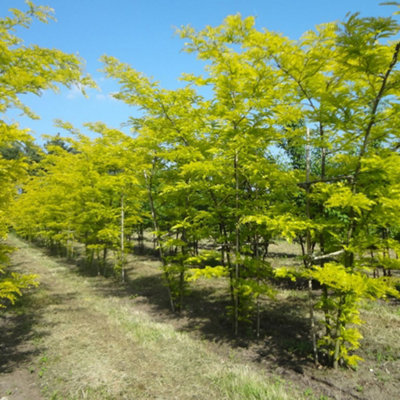 Gleditsia Sunburst Tree - Golden Honey Locust Tree, Vibrant Foliage ...