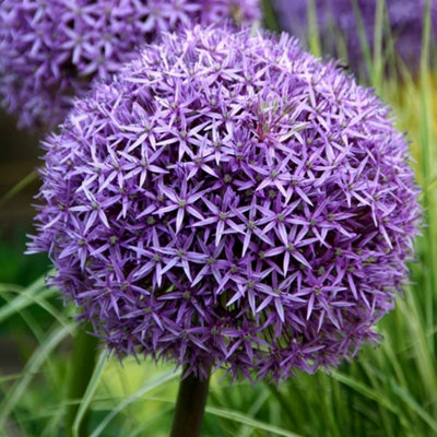 Globemaster Dutch Garlic Ornamental Onion Perennials Plants Allium 2L Pot