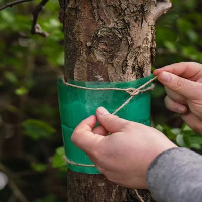 Glue Band Tree Moth & Insect Traps