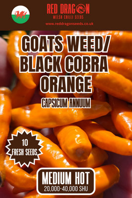 Goats Weed/Black Cobra Orange Chilli Seeds for Growing Hot Peppers