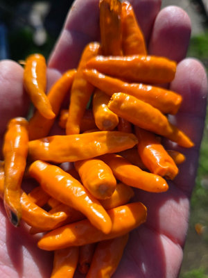 Goats Weed/Black Cobra Orange Chilli Seeds for Growing Hot Peppers