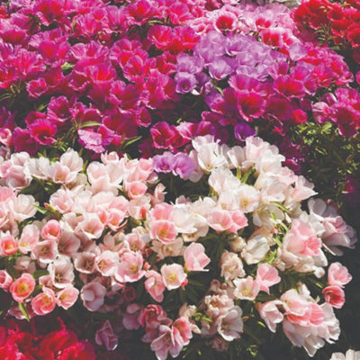 Godetia Azalea Flowered Mixed Seeds - Vibrant Pink Lilac Purple Summer ...