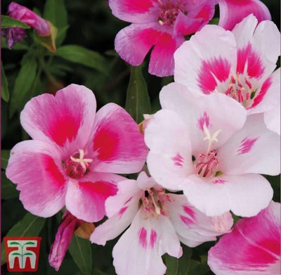 Godetia Improved Dwarf Mixed 1 Seed Packet (400 Seeds)