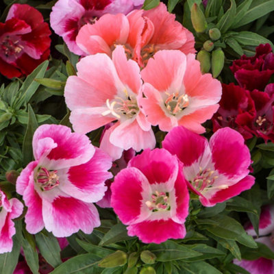 Godetia Punch Mixed 1 Seed Packet