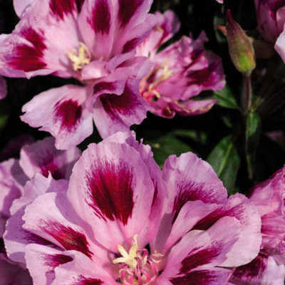 Godetia Rembrandt 1 Seed Packet