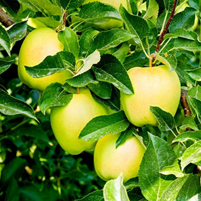 Golden Delicious Apple Tree 4-5ft,6L Pot, Self-Fertile, Very Sweet ...