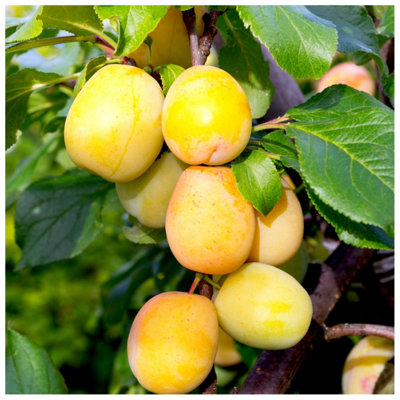 Golden Gage 'Oullins' Plum Tree 4-5ft, Self-Fertile, Sweet Honey ...