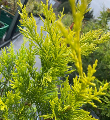 Golden Leyland Castlewellan Cypress Patio Tree in 7L Pot - 1m Lollipop ...