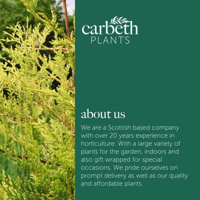 Golden Leyland Castlewellan Cypress Patio Tree in 7L Pot - 1m Lollipop ...