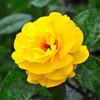 Golden Wedding 50th Anniversary Yellow Rose Outdoor Plant Ideal for Gardens Compact Size