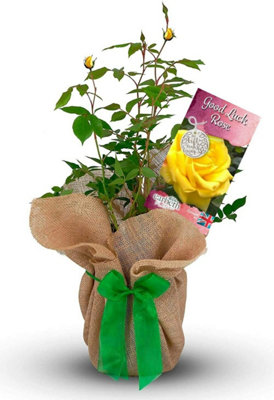 Good Luck Rose Bush Gift Wrapped - Plant Gift