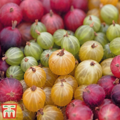 Buy Gooseberry Collection 3 Bare Roots | DIY at B&Q