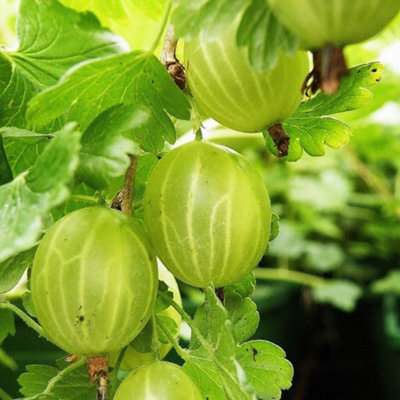 Gooseberry Hinnonmäki Grön Fruit Bush Ribes Fruiting Berry Shrub Plant ...