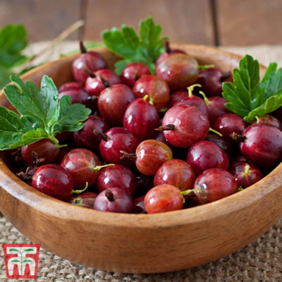 Gooseberry (Ribes uva-crispa) Hinnonmaki Red Organic 3 bare root plants