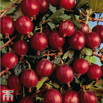 Gooseberry (Ribes uva-crispa) Hinnonmaki Red Organic 3 bare root plants