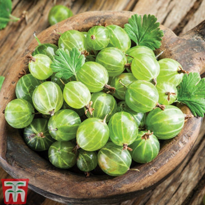 Gooseberry (Ribes Uva-Crispa) Invicta 1 bare root plant (Organic)