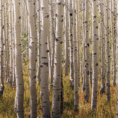 Grandeco Photographic Autumn Birch Trees 3 lane repeatable Textured ...