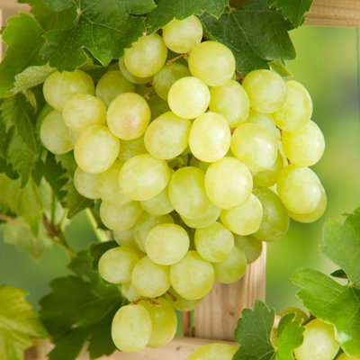GRAPE BIANCA - WHITE VITIS FRUIT PLANT IN 12CM POT - GREAT FOR UK CLIMATES