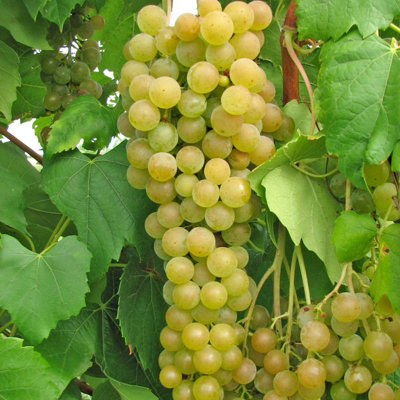 GRAPE BIANCA - WHITE VITIS FRUIT PLANT IN 12CM POT - GREAT FOR UK CLIMATES