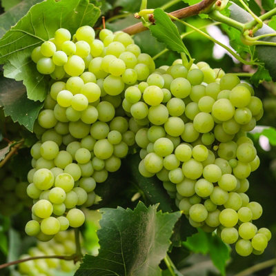 Grape Bianca - White Vitis Fruit Plant in 12cm Pot - Great for UK Climates