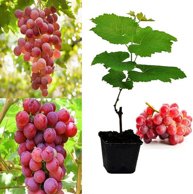 Grape Plant 'Suffolk Red' Vitis Plants in a 9cm Pot - Grape Vine for ...