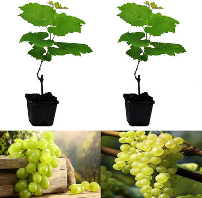 Grape Plants x 2 'Bianca' - Grape Plant in 9cm Pot - High Yielding ...