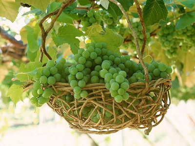 Grape Plants x 2 'Bianca' - Grape Plant in 9cm Pot - High Yielding ...