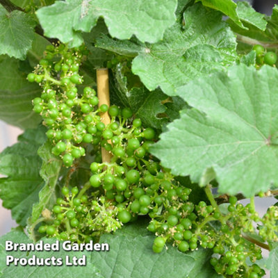 Grape Vine - Vitis vinifera Pixie Cabernet Franc 14cm Potted Plant x 1