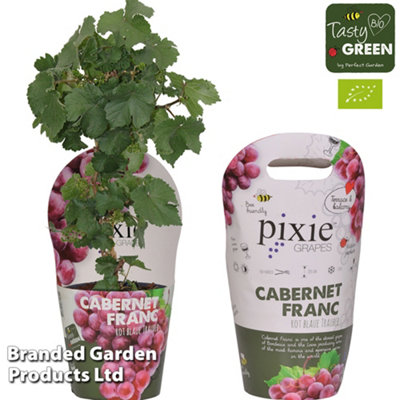 Grape Vine - Vitis vinifera Pixie Cabernet Franc 14cm Potted Plant x 1