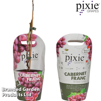 Grape Vine - Vitis vinifera Pixie Cabernet Franc 14cm Potted Plant x 1