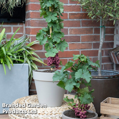 Grape Vine - Vitis vinifera Pixie Cabernet Franc 14cm Potted Plant x 3