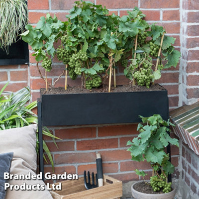 Grape Vine - Vitis vinifera Pixie Riesling 14cm Potted Plant x 1