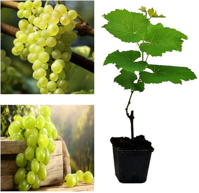 Grape Vitis Bianca - Ready to Plant in 9cm Pot - for UK Climates Grape Vine